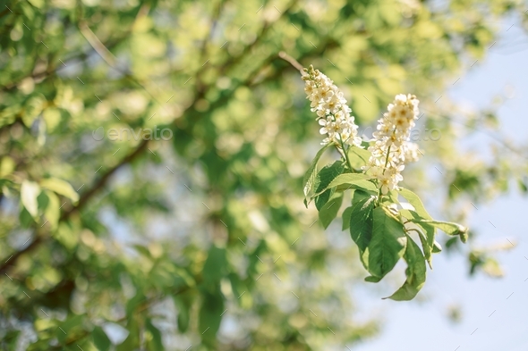 Branches of blossoming flowering plants on natural blurry background ...