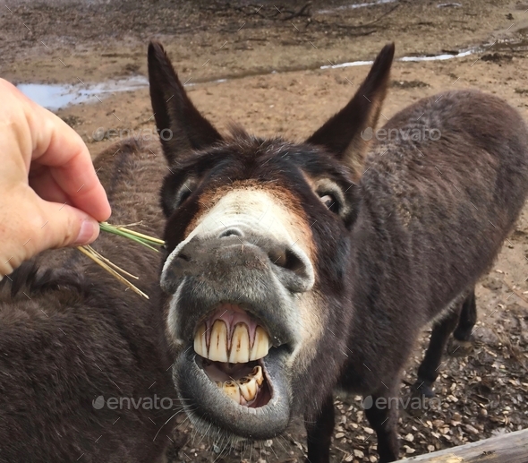 Donkey showing his teeth ready to take a bite of straw. Stock Photo by ...
