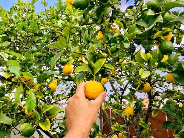 Picking a lemon from the lemon tree in the backyard Stock Photo by ...