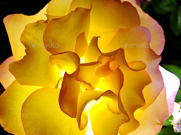 Yellow rose at night. Stock Photo by TonyTheTigersSon | PhotoDune