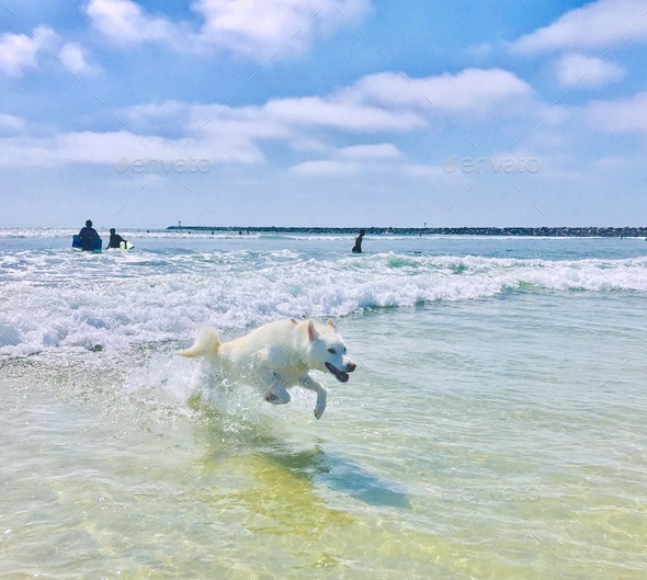 Happy Dog living in San Diego playing in the Pacific Ocean At Dig Beach ...
