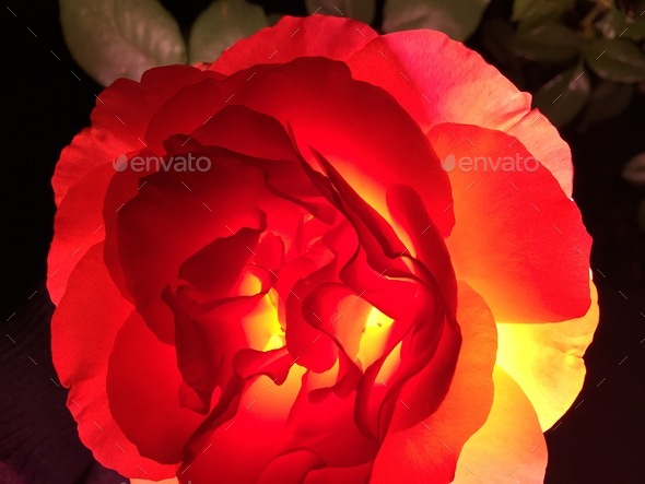 Nighttime rose. I put my flashlight under the rose to capture this ...
