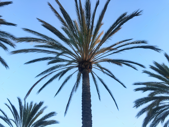 Looking up to a sky full of palm trees. Stock Photo by TonyTheTigersSon