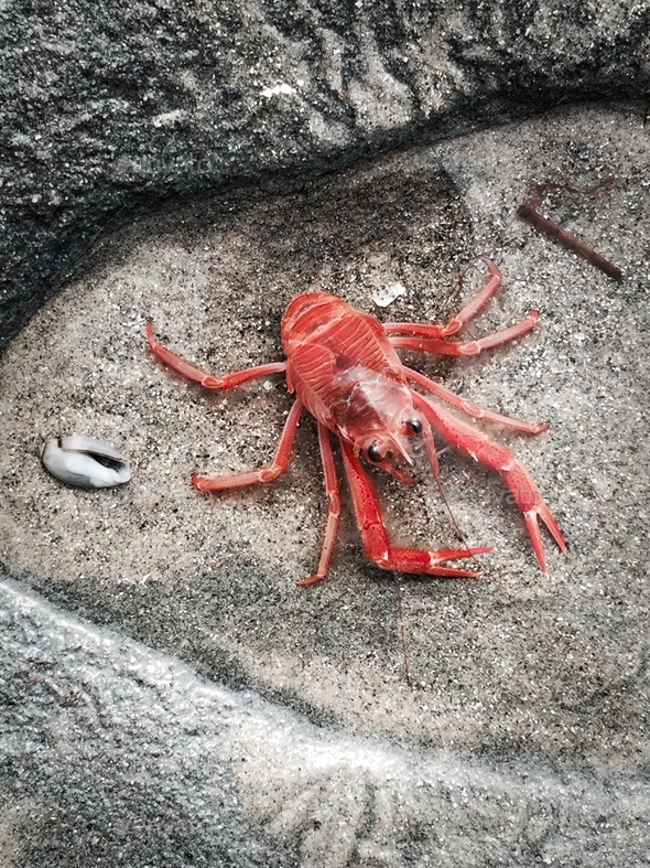 This right here is a Tuna Crab! Stock Photo by TonyTheTigersSon | PhotoDune