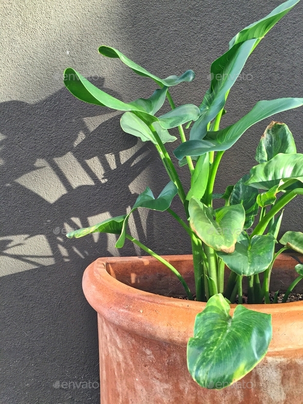 House plant with light and shadow Stock Photo by TonyTheTigersSon ...