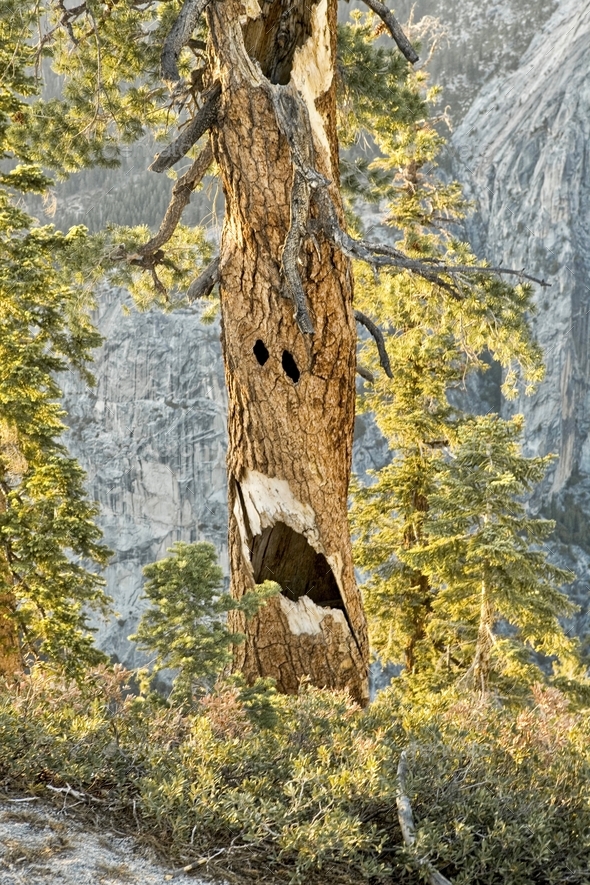 Scary ENT tree in Yosemite! Stock Photo by TonyTheTigersSon | PhotoDune