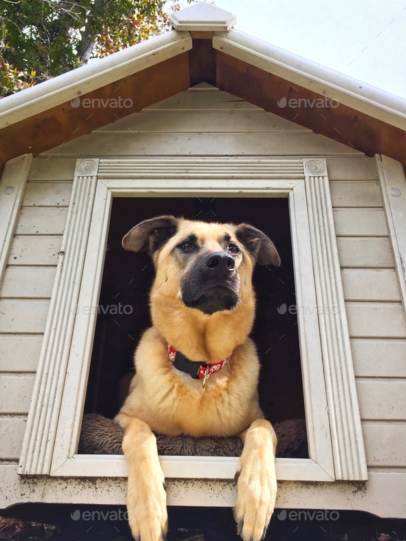 Dog at rest, just "hanging out" and chillin' at the house! Stock Photo ...