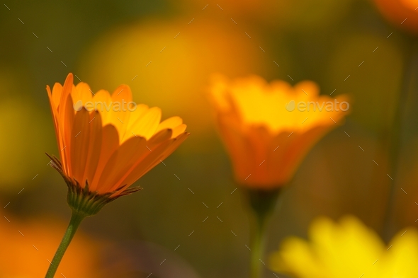 Orange wild daisies! Background wallpaper screensaver flowers Stock ...