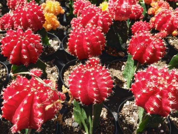 Red Top Cactus, Moon Cactus, Ruby Ball Cactus Stock Photo by ...