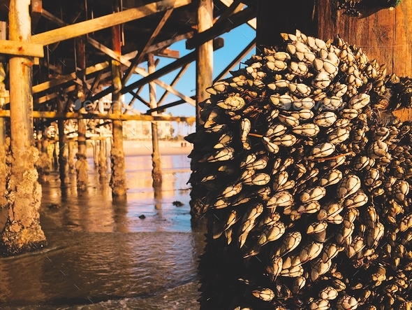 From this secret view, it looks like lunch! mussels, seafood, shellfish ...