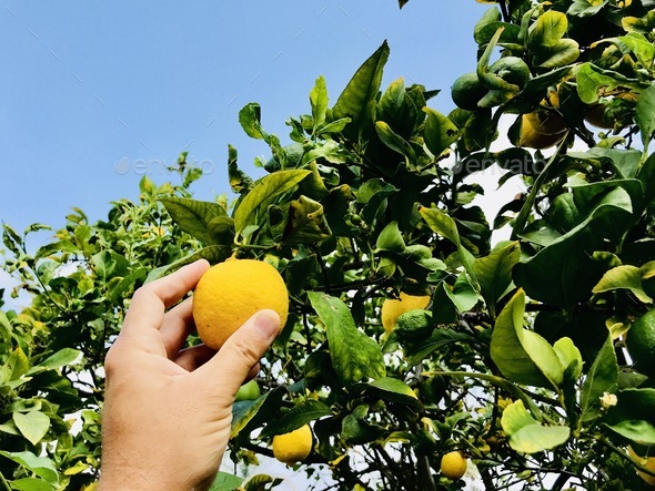 Picking a lemon from the lemon tree in the Summertime Stock Photo by ...