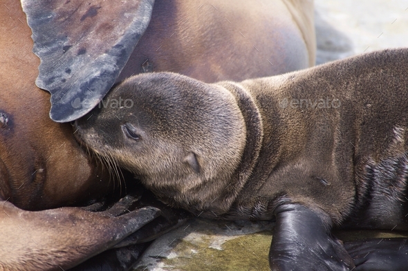 A newborn baby California Sea Lion is nursing on her mother as her ...