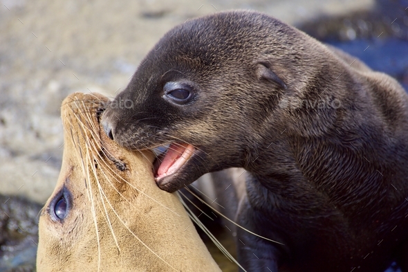 A special moment captured - newborn baby sea lion plays with her mother ...
