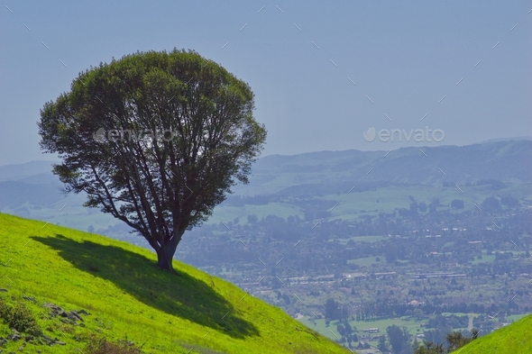 Beautiful landscape with a tree and its shadow as the focal point Stock ...