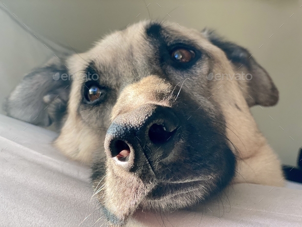 A puppy face close up with big puppy lips beautiful brown eyes and cute ...
