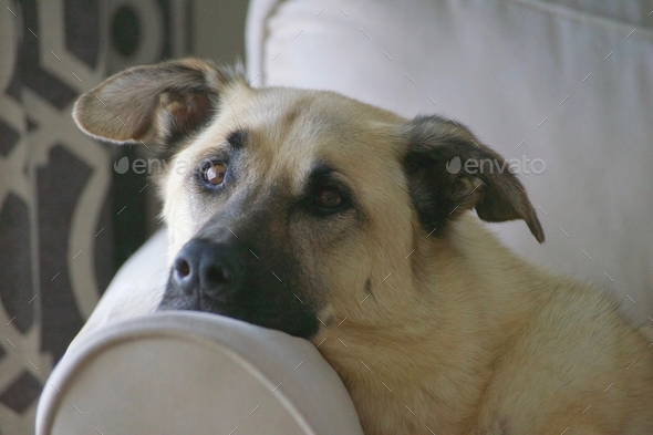 Super cute puppy dig face at home on the couch. Pet Portrait Stock ...