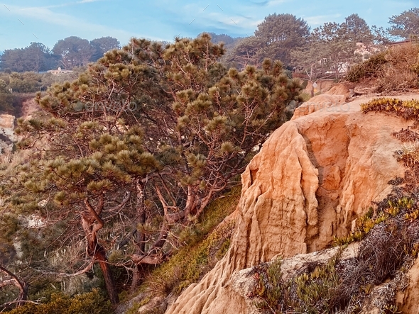 The rare and beautiful Torrey Pine Trees on the coastal cliffs of San ...
