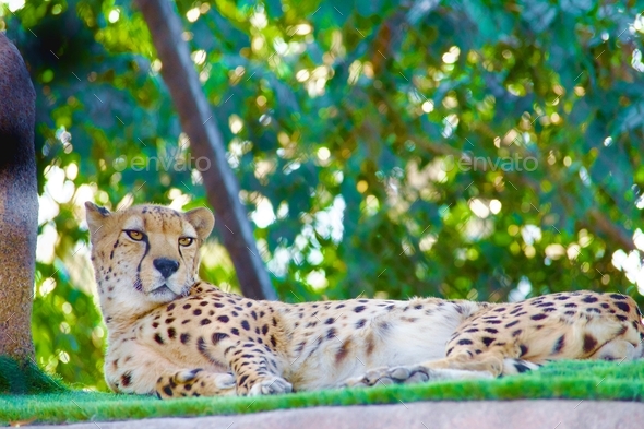 Cheetahs are the world's fastest land animal capable of reaching speeds ...