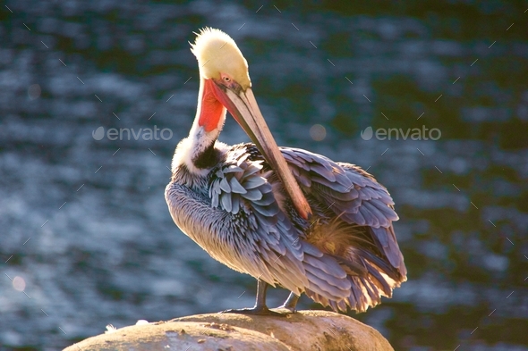 Beautiful colorful pelican sitting in the morning sun on top of the La ...