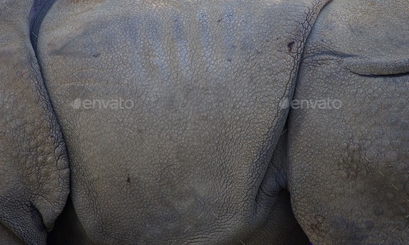 Natural rhino skin background, open space for text or copy overlay with ...
