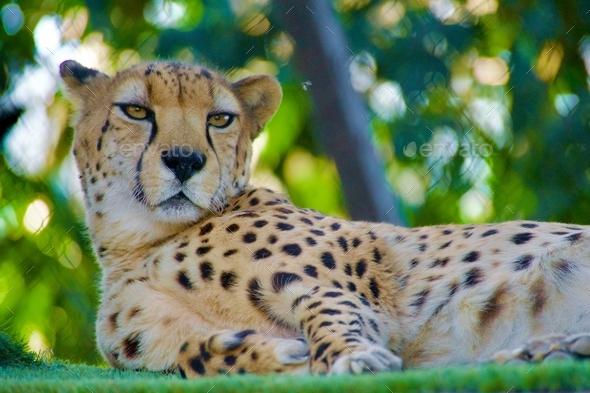 Cheetahs are the world's fastest land animal capable of reaching speeds ...