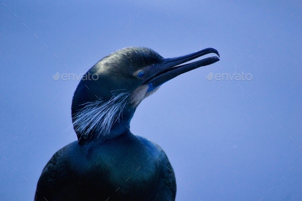The extremely beautiful, gorgeous Brandt's Cormorant bird with unique ...