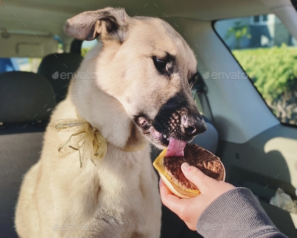 Another tradition, puppy dog getting a plain cheeseburger from a drive ...