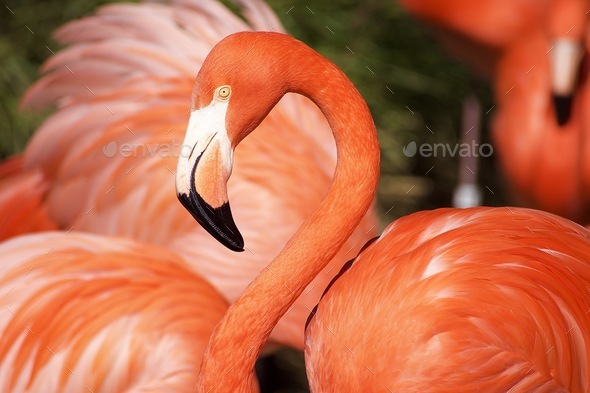 Caribbean flamingos are the most colorful flamingos with their pink ...