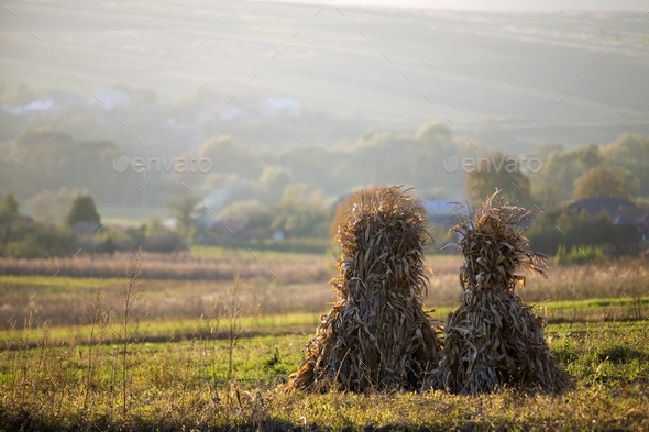 Dry corn stalks golden sheaves in empty grassy field after harvest on ...