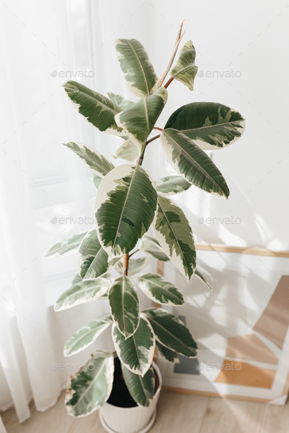 Variegated rubber tree plant, variegata Ficus elastica. House plants ...