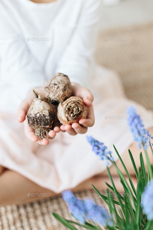 Little girl holding spring flower bulbs hyacinth and flowerpot with ...
