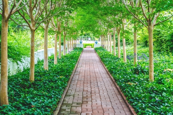 Trees in a symmetrical row lined up beside a pathway in a park Stock ...