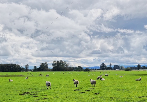 Rural country scene of sheep in a green field on a cloudy day Stock ...