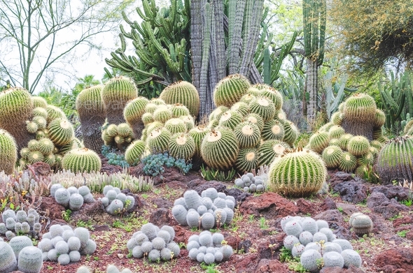 Desert cactus plants cacti in a botanical garden, arid climate ...