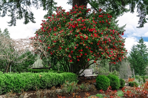 Tree with red flowers in a botanical garden surrounded by greenery in ...
