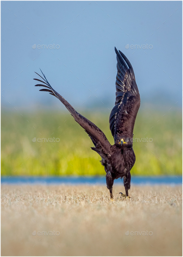 Wing up and ready Stock Photo by arjun10038 | PhotoDune