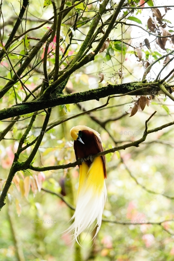 Lesser Bird Of Paradise