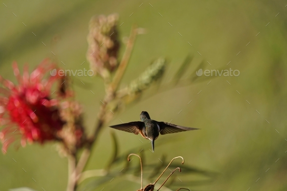 Amethyst Woodstar Hummingbird flying close to the red flowers in nature ...