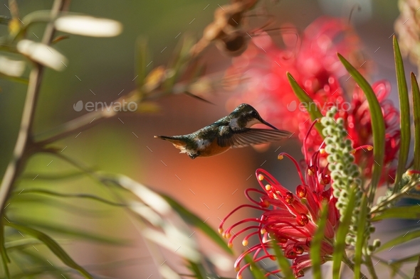 Amethyst Woodstar Hummingbird flying close to the red flowers in nature ...