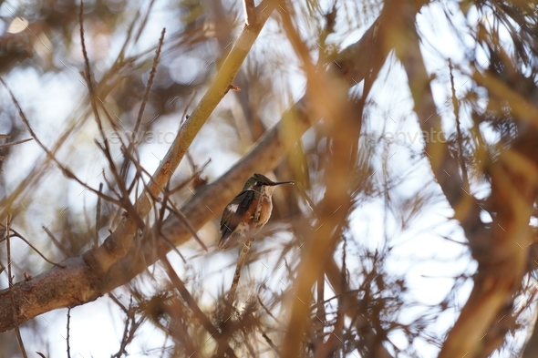 Amethyst Woodstar Hummingbird on the tree in nature Stock Photo by ...