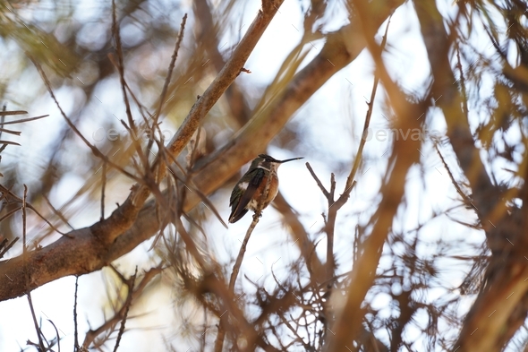 Amethyst Woodstar Hummingbird on the tree in nature Stock Photo by ...