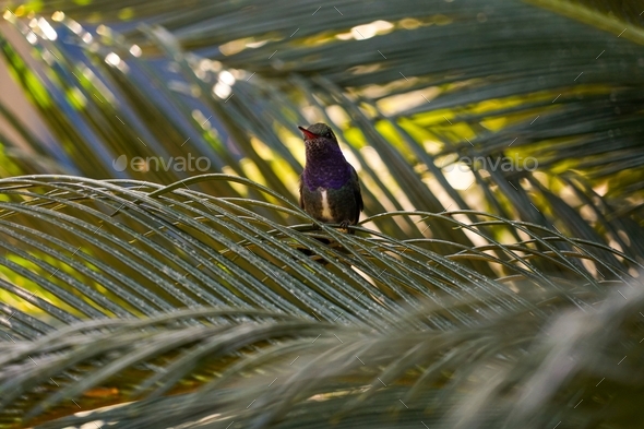 Hummingbird on the tree in nature Stock Photo by anafrancisconi | PhotoDune