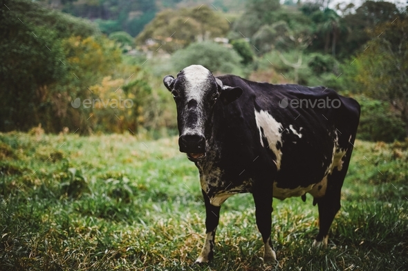 Rural Scene - Cow at the farm Stock Photo by anafrancisconi | PhotoDune