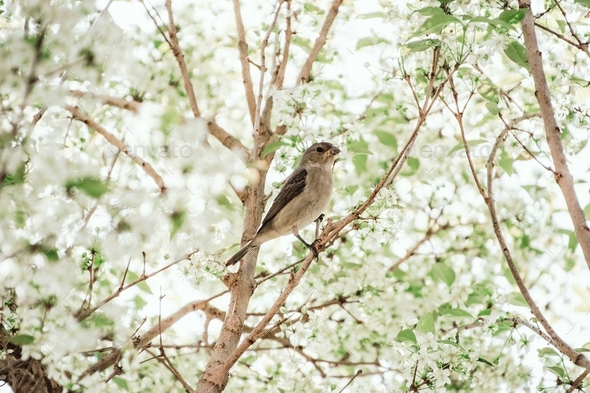 Bird on a branch in tree with a lot of white flowers spring Stock Photo ...