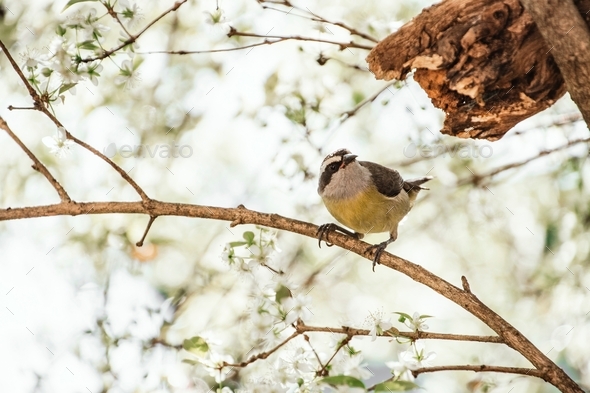 Bird on a branch in tree with a lot of white flowers spring Stock Photo ...