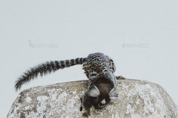 Monkey running away Stock Photo by anafrancisconi | PhotoDune
