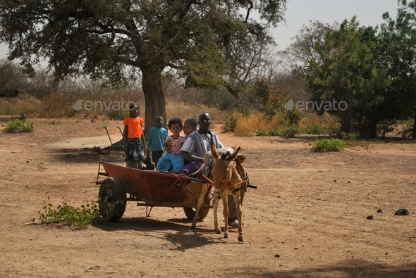 African children riding in a donkey chariot in the african outdoors ...