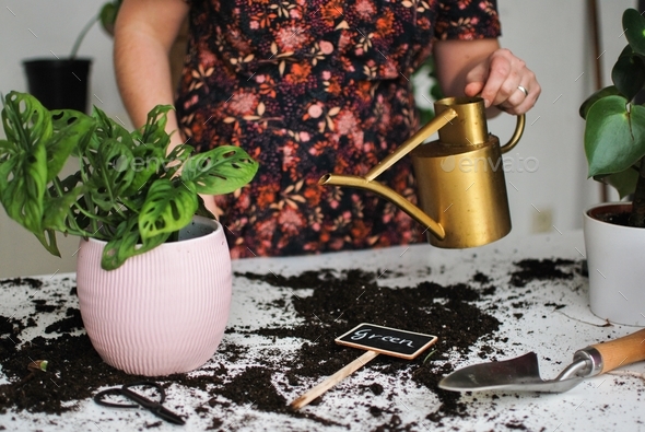 Potting plants, taking care of plants - green nature watering soil ...