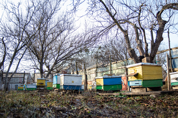 Old multicolored hives on apiary in late autumn. Bees sit in hives in ...