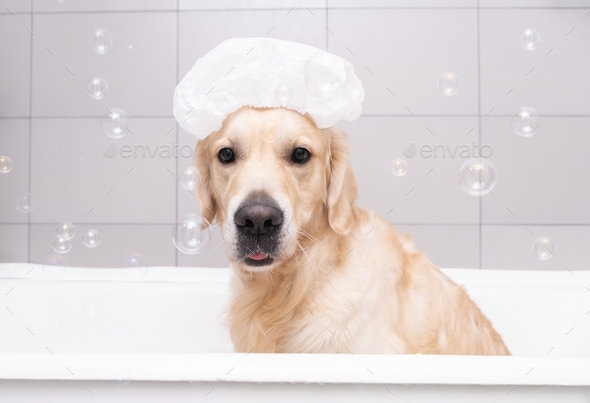 The dog is sitting in a bubble bath with a yellow duckling and soap ...
